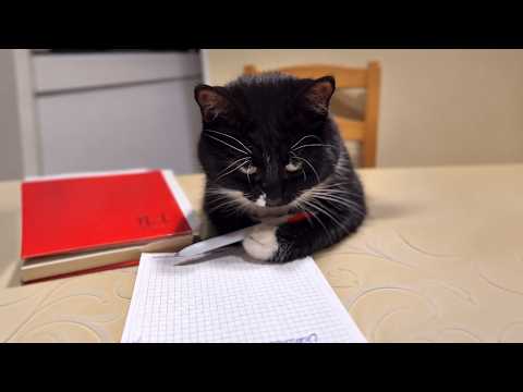 ET SI LES CHATS TRAVAILLAIENT #4