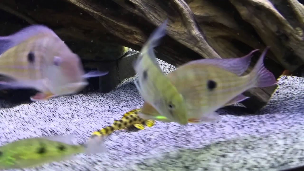 L160 spiny pleco is the boss! L075 parapleco and L191 royal - YouTube