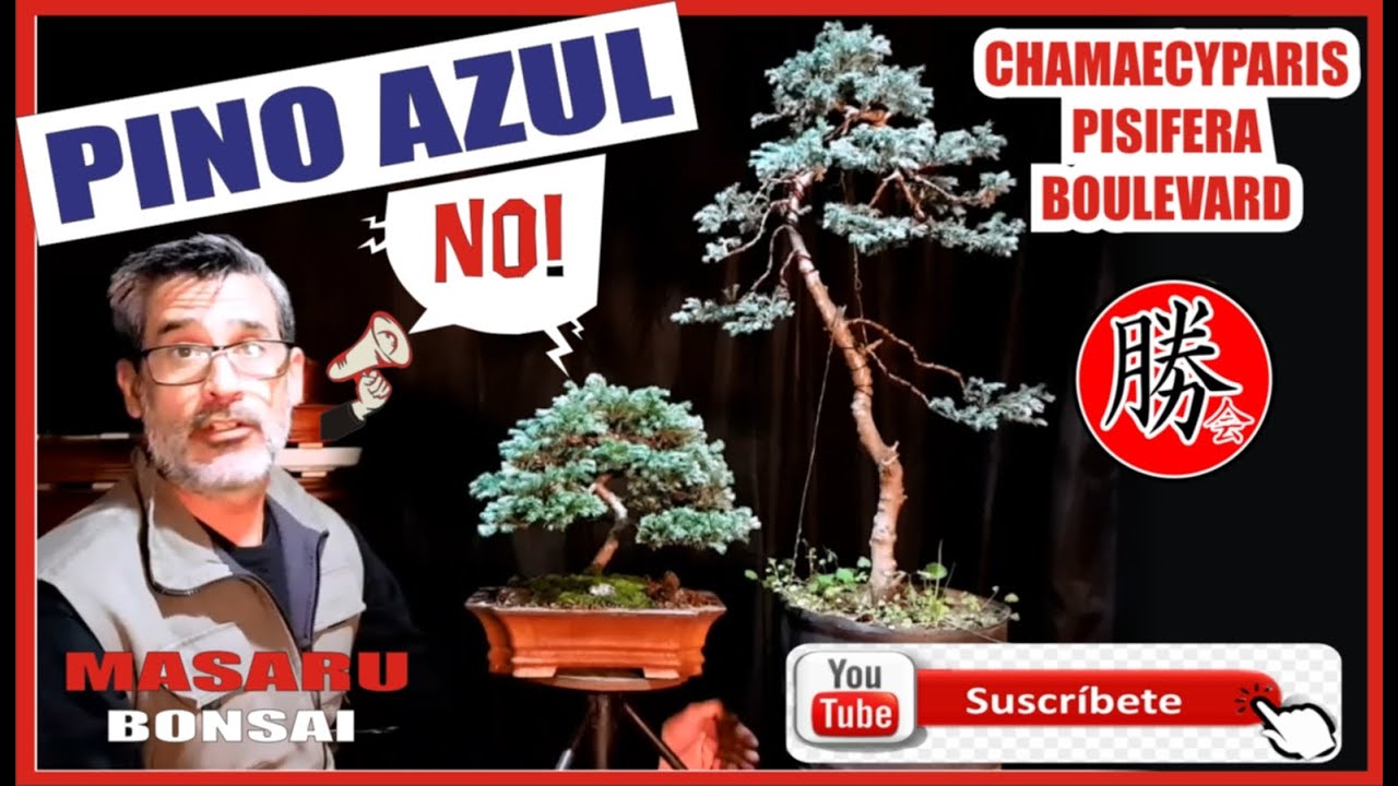 PINO AZUL BONSAI ?😱 CHAMAECYPARIS PISIFERA BOULEVARD🌲 TRASPLANTE DE ...