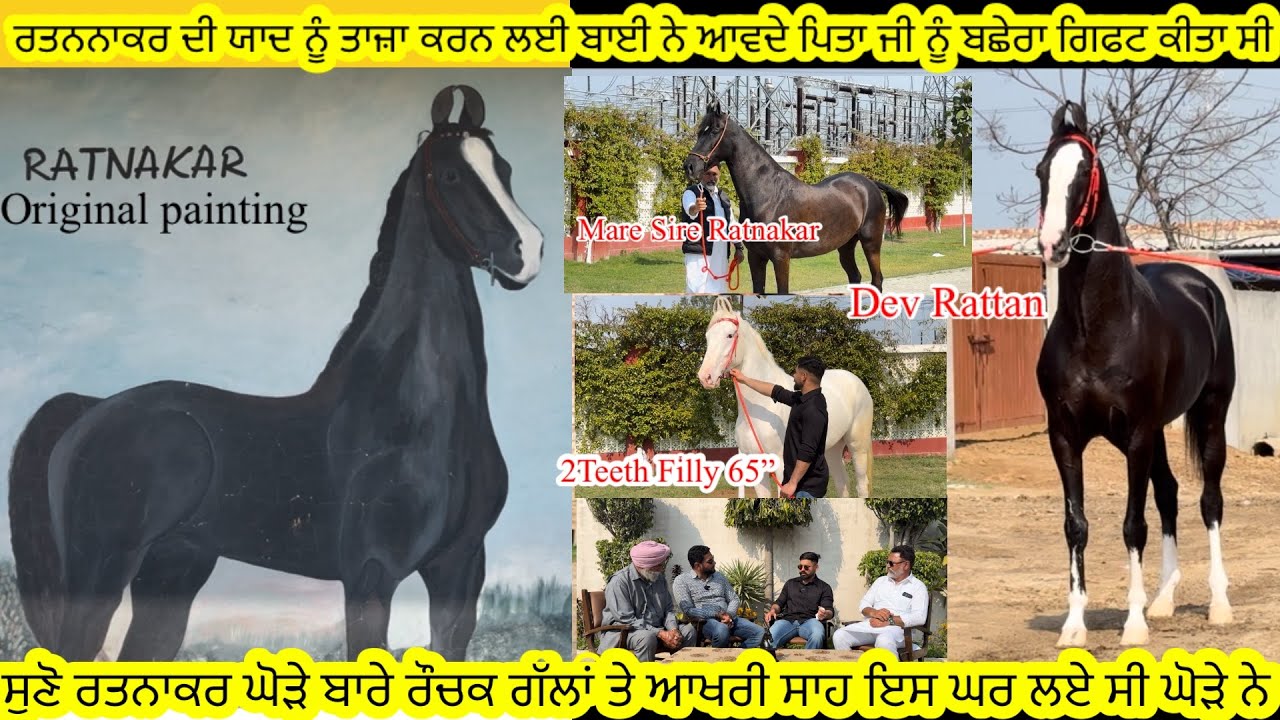 Stallion Dev Rattan Sire Kala kanta ਸੁਣੋ ਰਤਨਾਕਰ ਘੋੜੇ ਬਾਰੇ ਰੌਚਕ ਗੱਲਾਂ ਆਖਰੀ ਸਾਹ ਇਸ ਘਰ ਲਏ ਸੀ ਘੋੜੇ ...