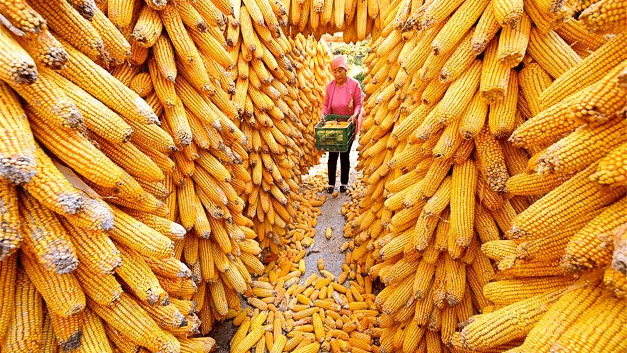 Amazing Corn Farming And Harvesting Technology | Corn Soup & Canned ...