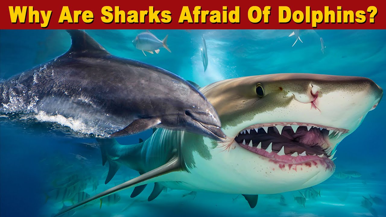 The Unexpected Fear | Why Are Sharks Scared Of Dolphins? | Flashinfo ...