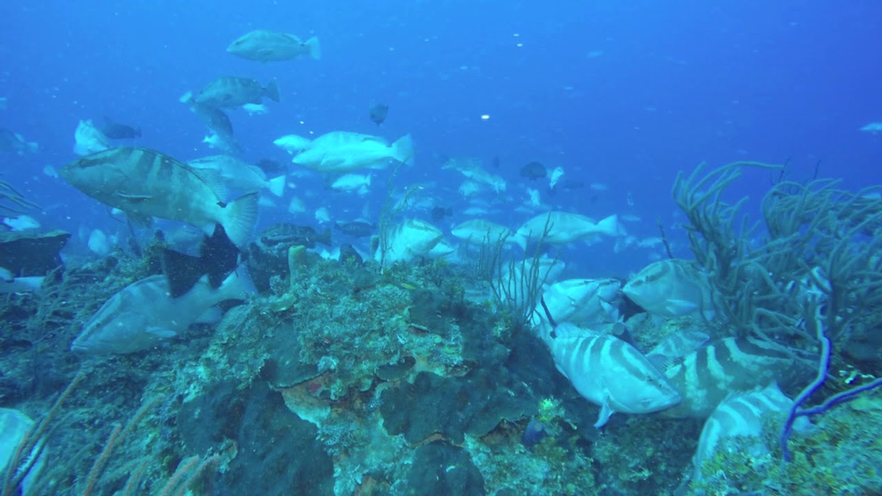 Spawning Nassau Grouper - YouTube