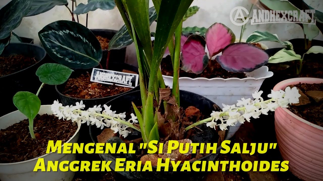 Review Anggrek Eria Hyacinthoides || Eria Hyacinthoides Orchid Review ...