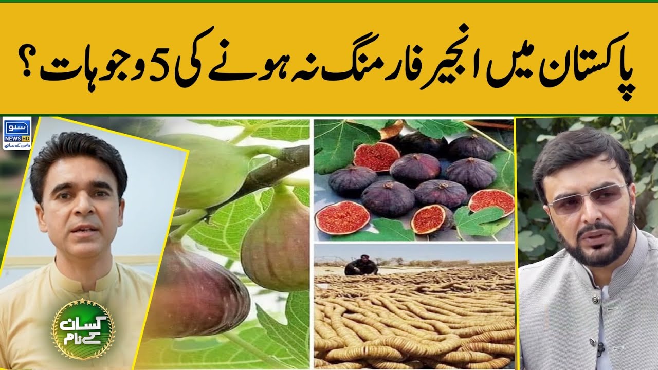 Fig Farming | Why fig farming isn’t popular in Pakistan? | Kissan Kay ...