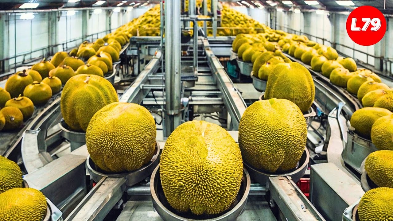 How Amazing Thai Farm Harvests Jackfruit - Jackfruit Processing In Factory | Farming Documentary ...