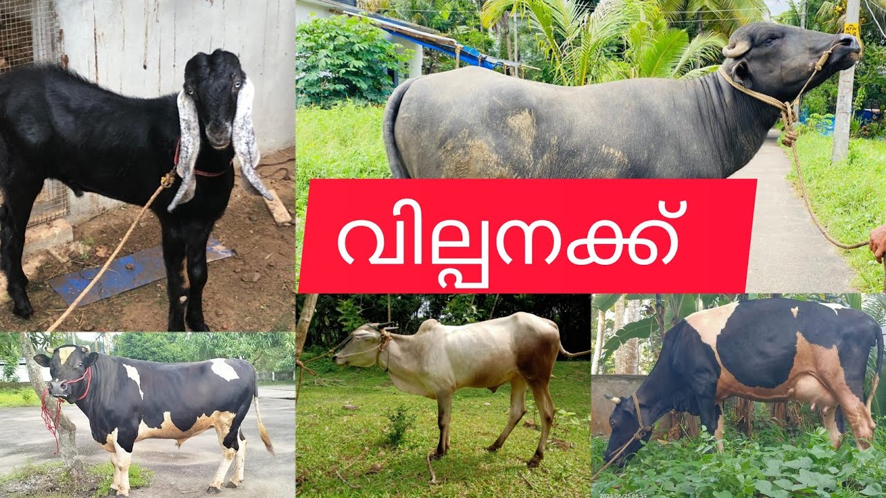 വില്പനക്ക് | Buffalo, bull, cow, goats - YouTube