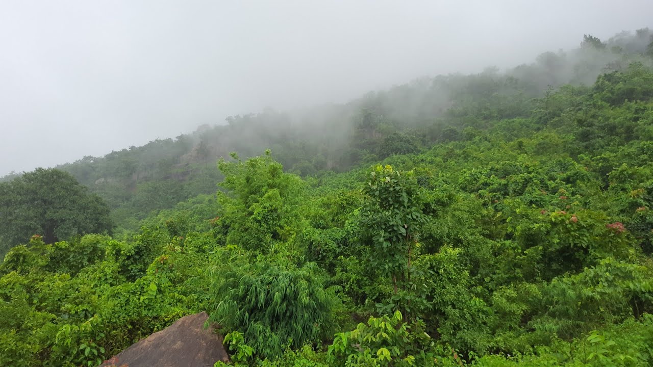 Neem Chew Sticks(Neem Datun),Village Traditional Work And ...