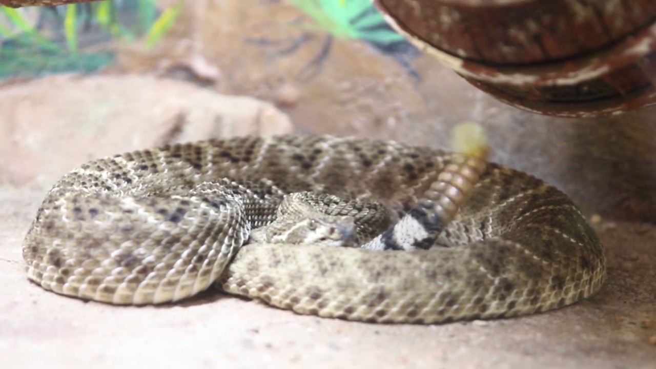 Rattlesnake Rattles - YouTube