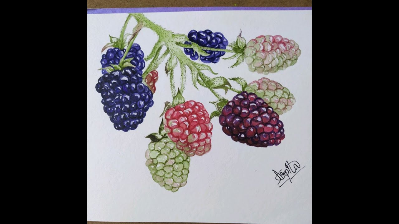 How to draw blackberry step by step easy|learn watercolor easily - YouTube