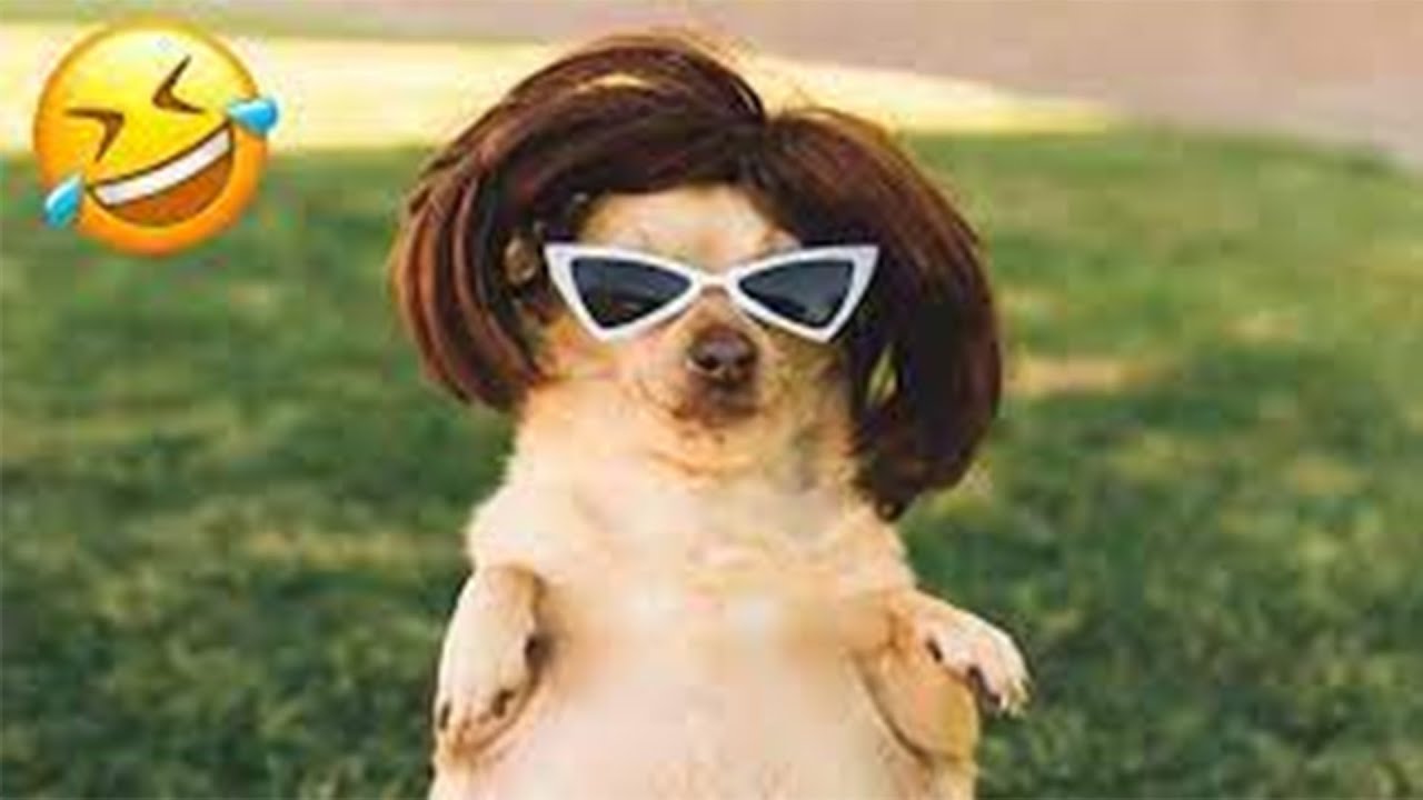 Top 5 Goofy Ahh Animals - YouTube