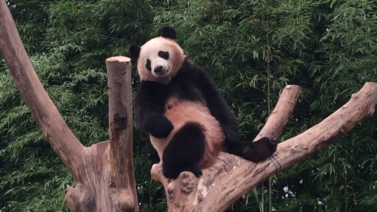 Panda World in Everland Theme Park, Seoul. - YouTube