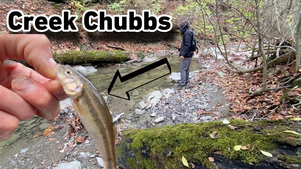Bait Tank & Chubb Fishing - YouTube