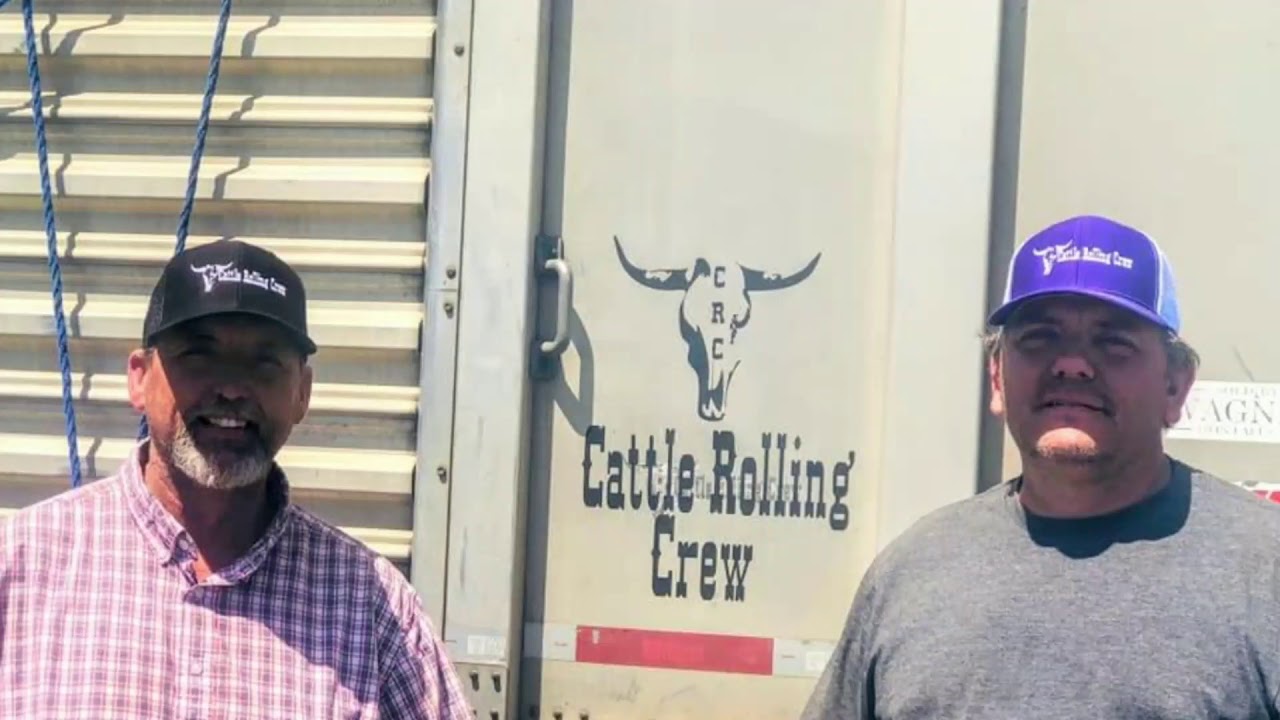 Cattle Rolling Crew - YouTube