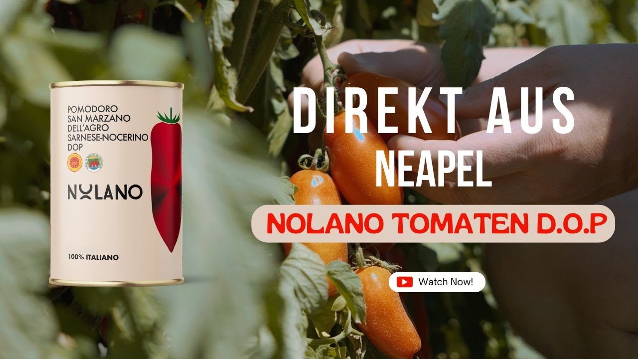 Frisch geerntet: Nolano San Marzano Tomaten D.O.P - YouTube