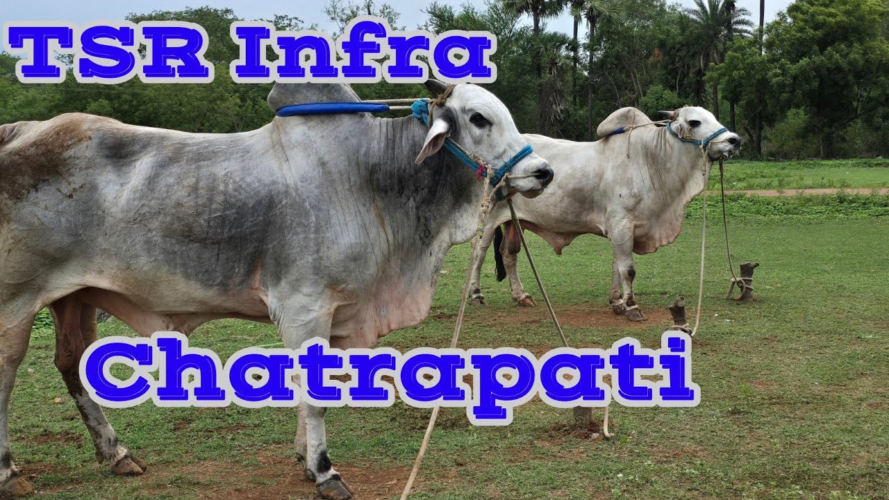 TSR infra Bheemudu and Chatrapathi bull's Thota Srinivasarao gari Bull ...