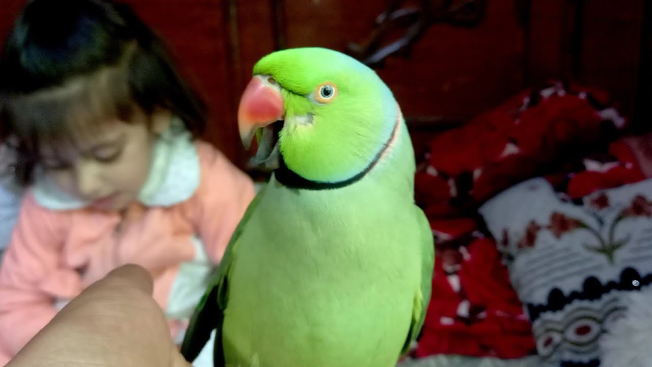 Red-necked Parrot Ring Neck Parrot Talking Mithu Mithu Beautiful Indian ...