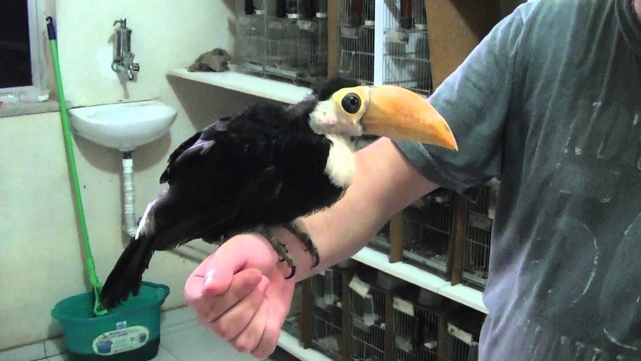 Tucano Manso Filhote ANEL: AGC2059 (Ramphastus Toco) - YouTube