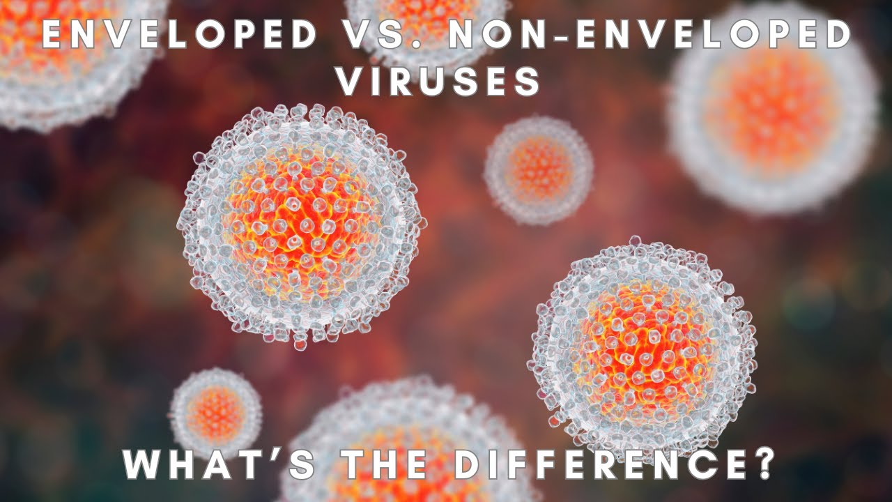Enveloped vs. Non-Enveloped Viruses: What’s the Difference? - YouTube