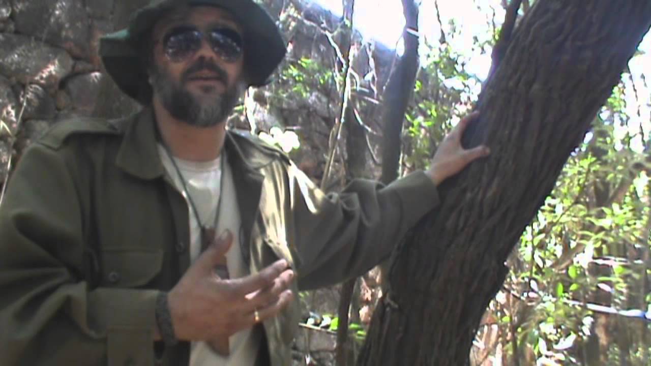 Candeia Tree Identification - YouTube