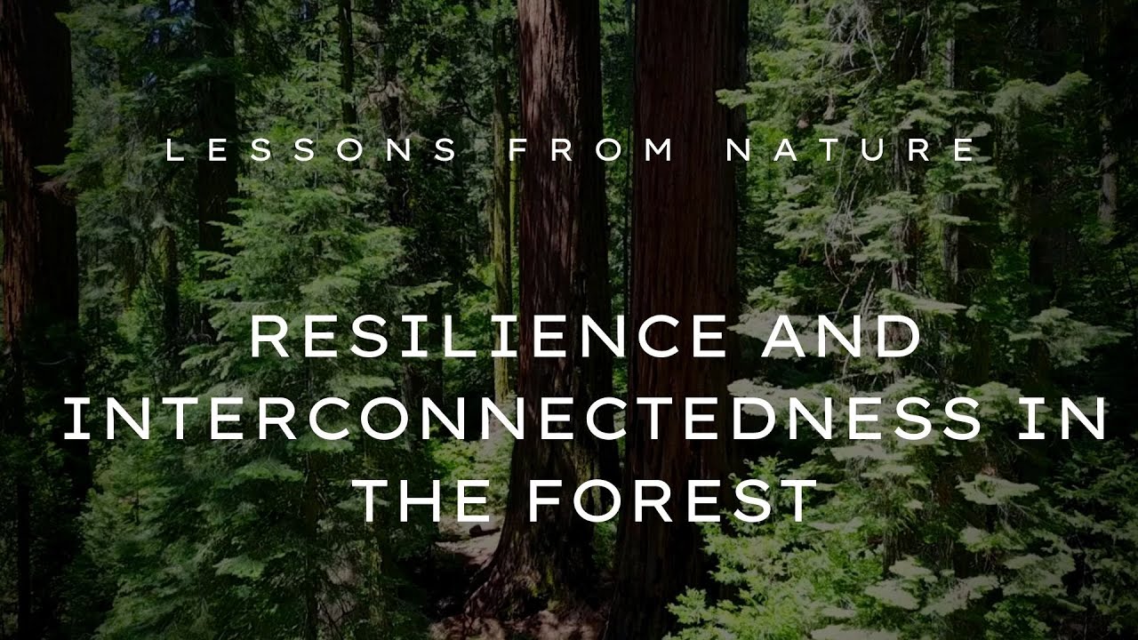 Lessons from Nature: Resilience and Interconnectedness in the Forest ...