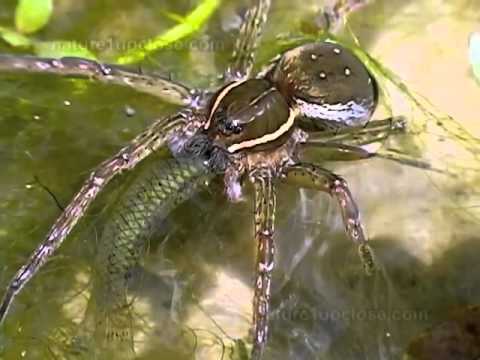 Fishing spider hunts fishes - YouTube