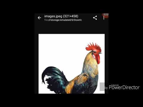 Komik horoz sesi (remix)