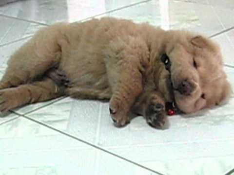 Towel the Chow Pei Bites his Collar - YouTube