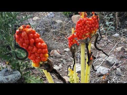 Yılan yastığı, yılan pıçağı, yılan dili, kabarcık otu, gavur pancarı, nivik, tirsik (Arum maculatum)