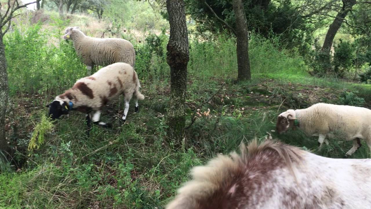 Animales pastando - YouTube