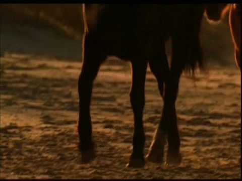 wild horses music video