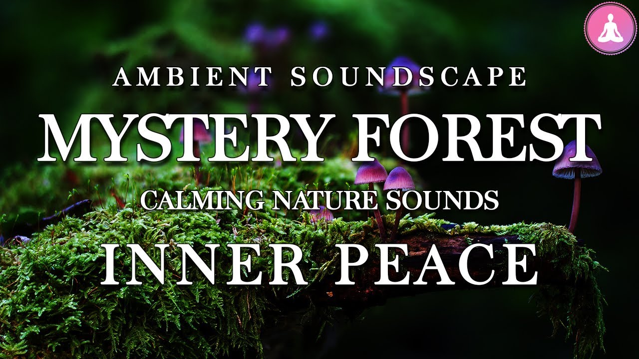 Ambient Forest Soundscape - Tweeting Birds, Rustling Leafs & Smooth ...