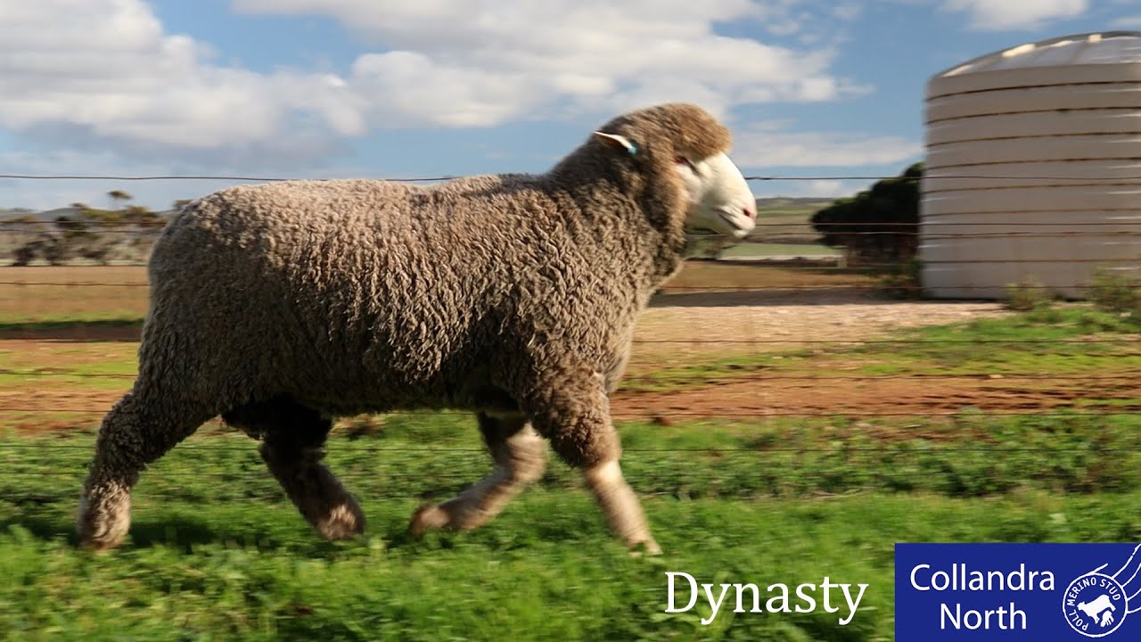 Collandra North - Dynasty - YouTube