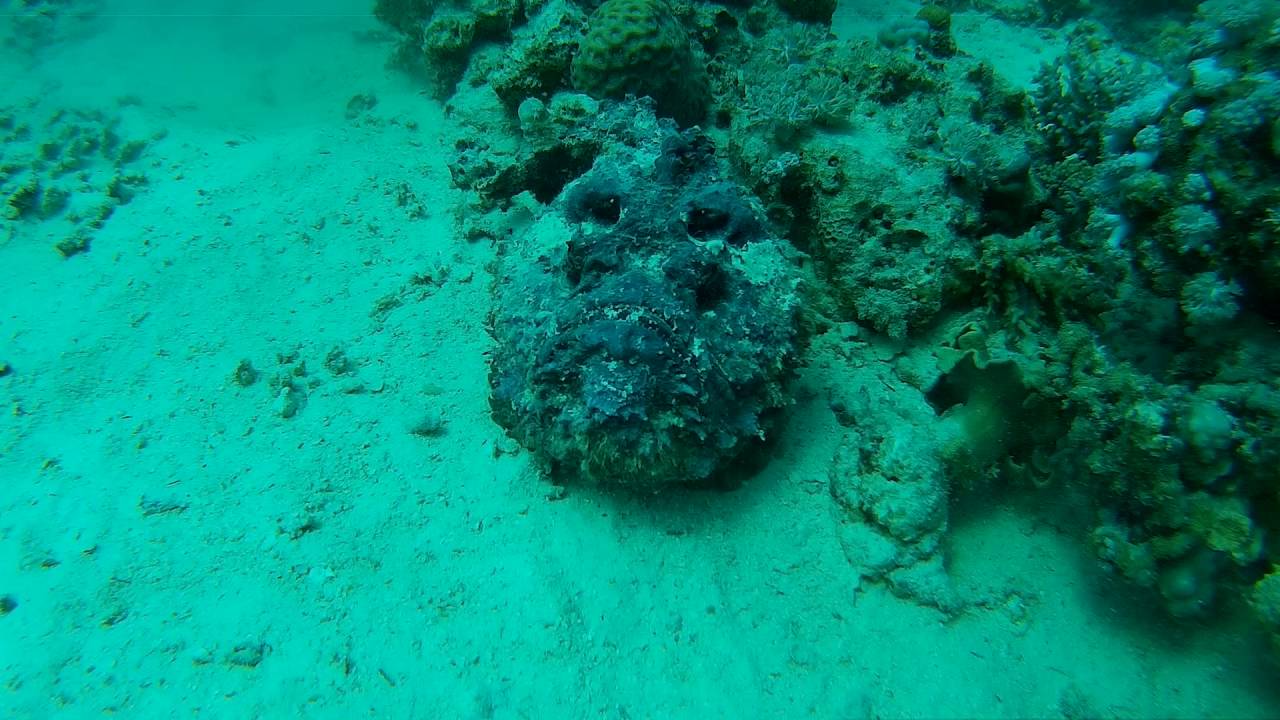 Stonefish - diving in the red sea hidden ugly :) HD - YouTube