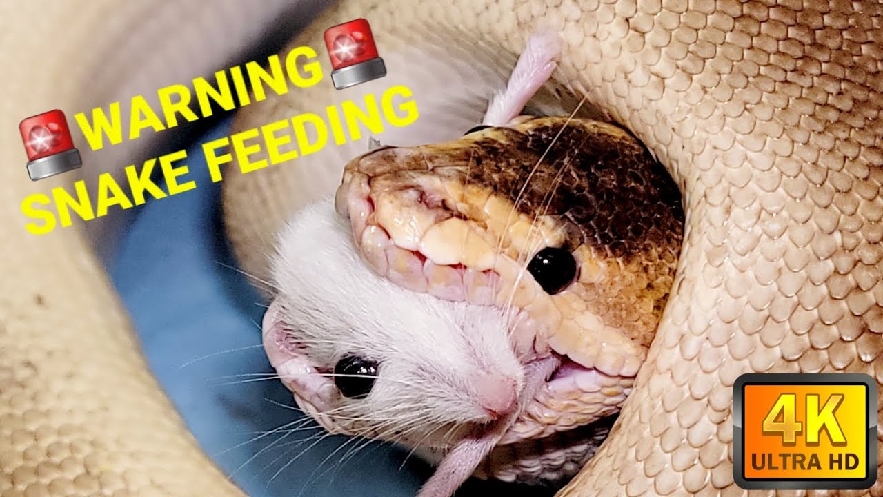 Ball Python Eats Rat Backwards Wow - YouTube