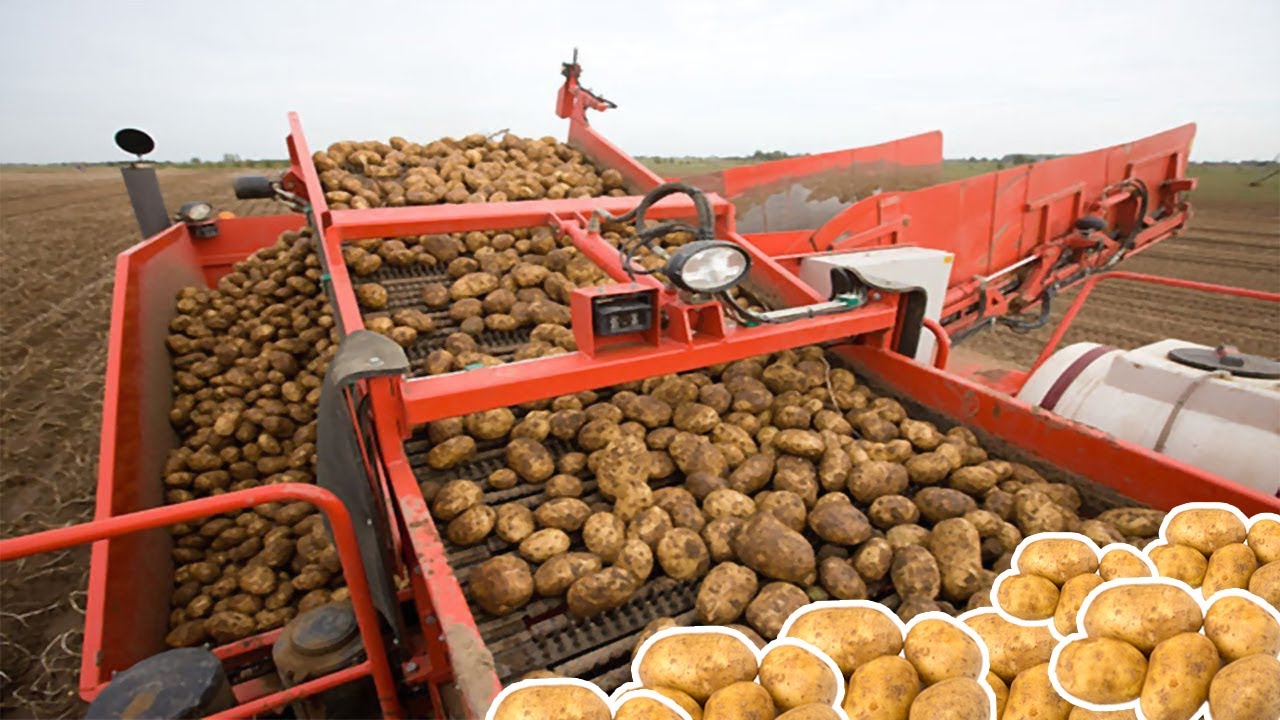 AMAZING! MODERN POTATO FARMING IN EUROPE - YouTube