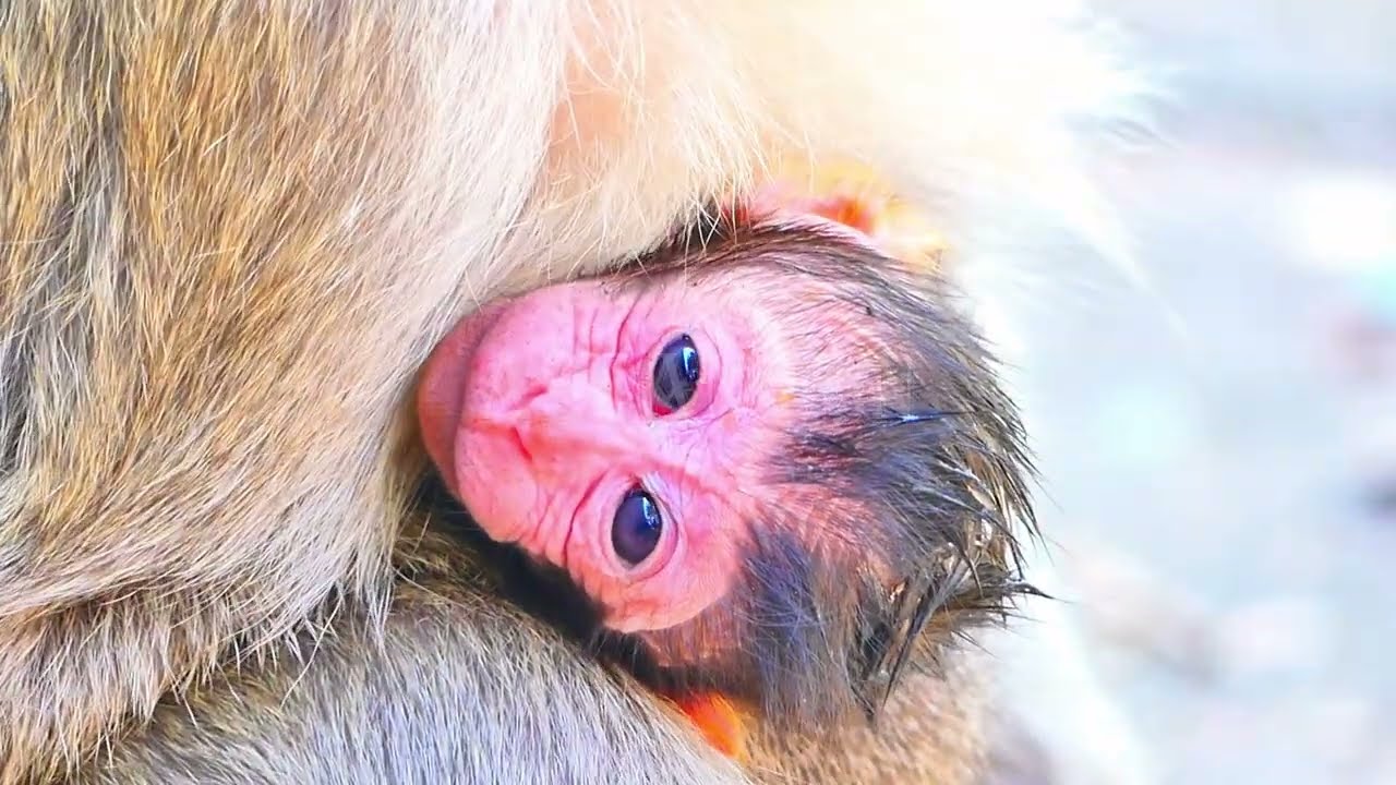 Newborn Baby | Just born | The baby is small, he can not buttermilk ...
