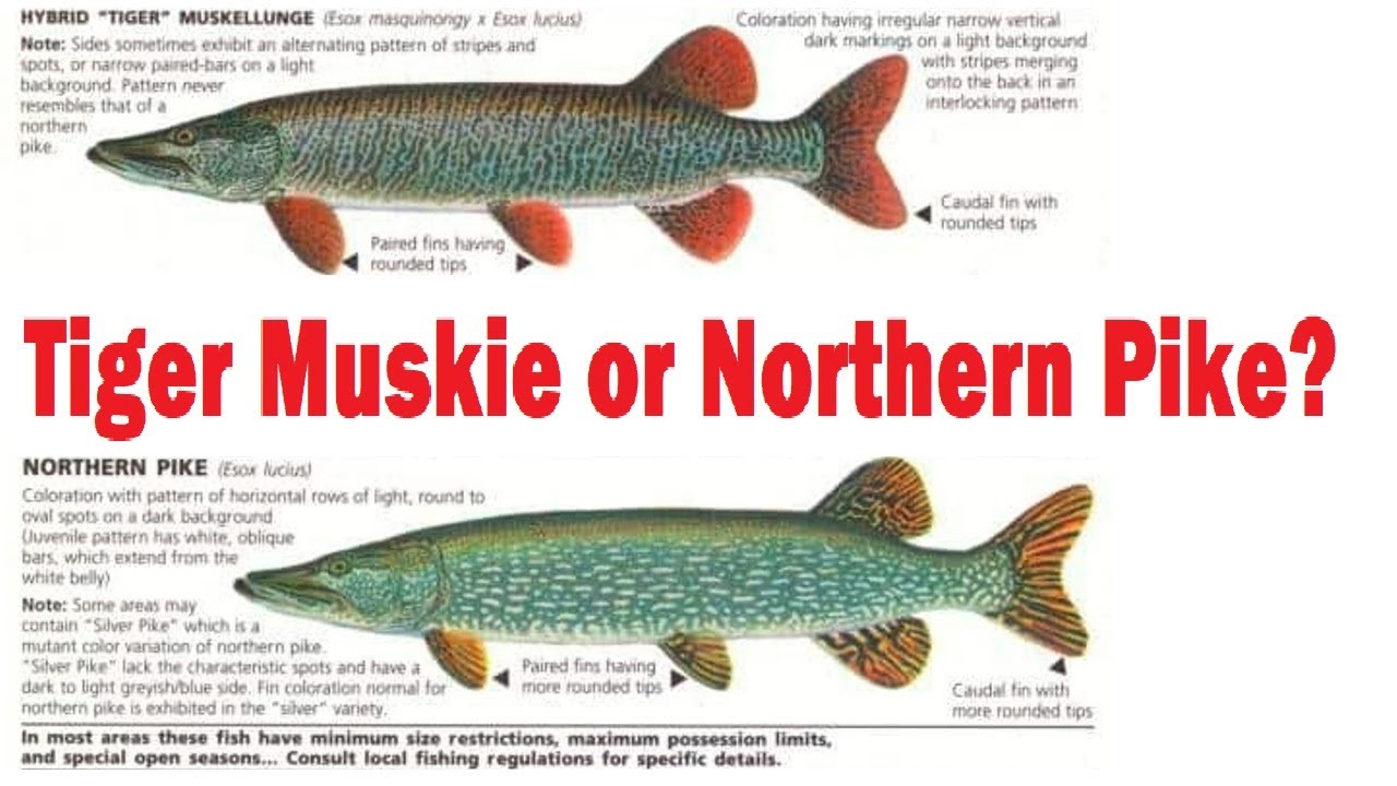 Muskie Vs Pike