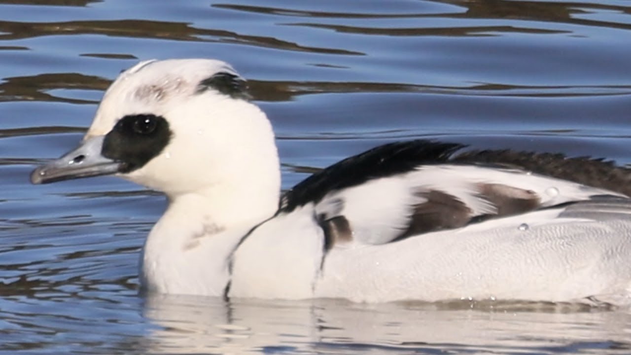 Really Fashionable Water Bird Smew 🦆千葉の夏目の堰で出会ったミコアイサ - YouTube