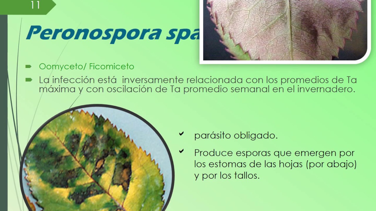 Mildeo velloso (peronospora sparsa), M Polvoso (Sphaerotheca pannosa ...