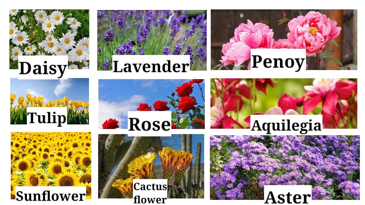 North American Flowers And Names Turnerseed: Plains Coreopsis Native