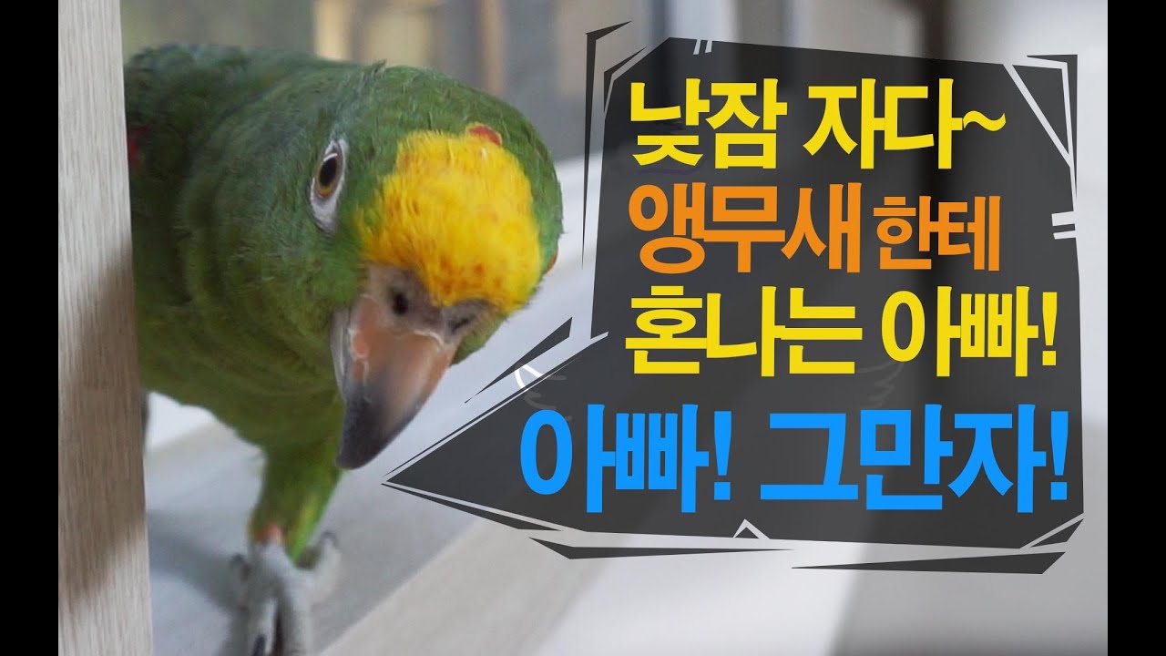 낮잠 자다 앵무새한테 혼나는 아빠 아빠가 자기랑 안놀아준다고 계속화내는 앵무새 별이 아무리 사과해도 안받아주는 앵무새 오늘도 앵그리버드 Angry Bird
