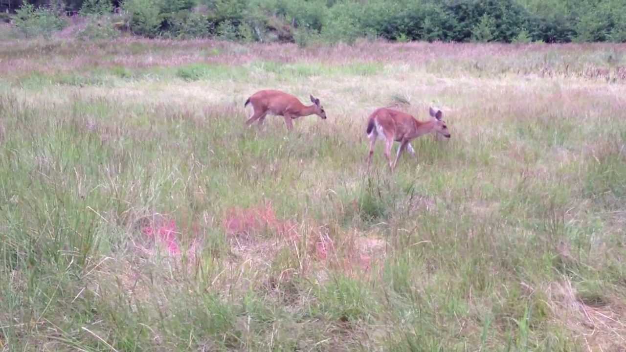Haida Gwaii, Northern BC, Canada - YouTube