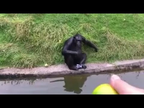 How to trick a Monkey - YouTube