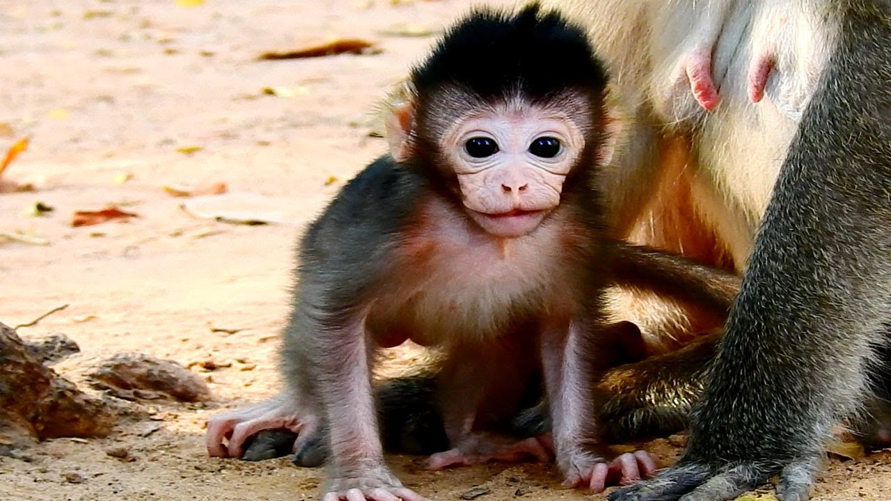 Wow my god very god cute baby Cante mom Daisy love baby so much - YouTube