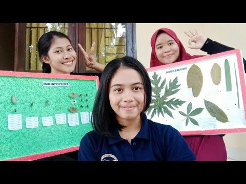 KELOMPOK 6 | PROSES PEMBUATAN INSEKTARIUM DAN HERBARIUM | S1 PENDIDIKAN ...