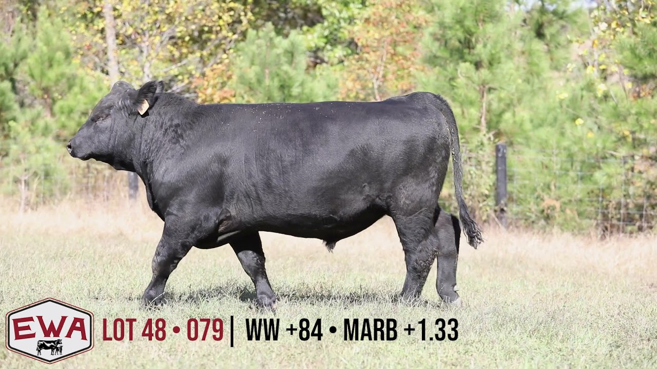 2021 Edgewood Angus Bull Sale | Lot 48 - YouTube