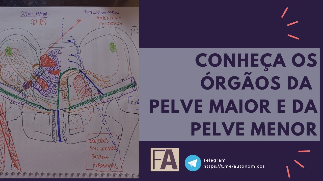 Órgãos da pelve maior e da pelve menor - YouTube