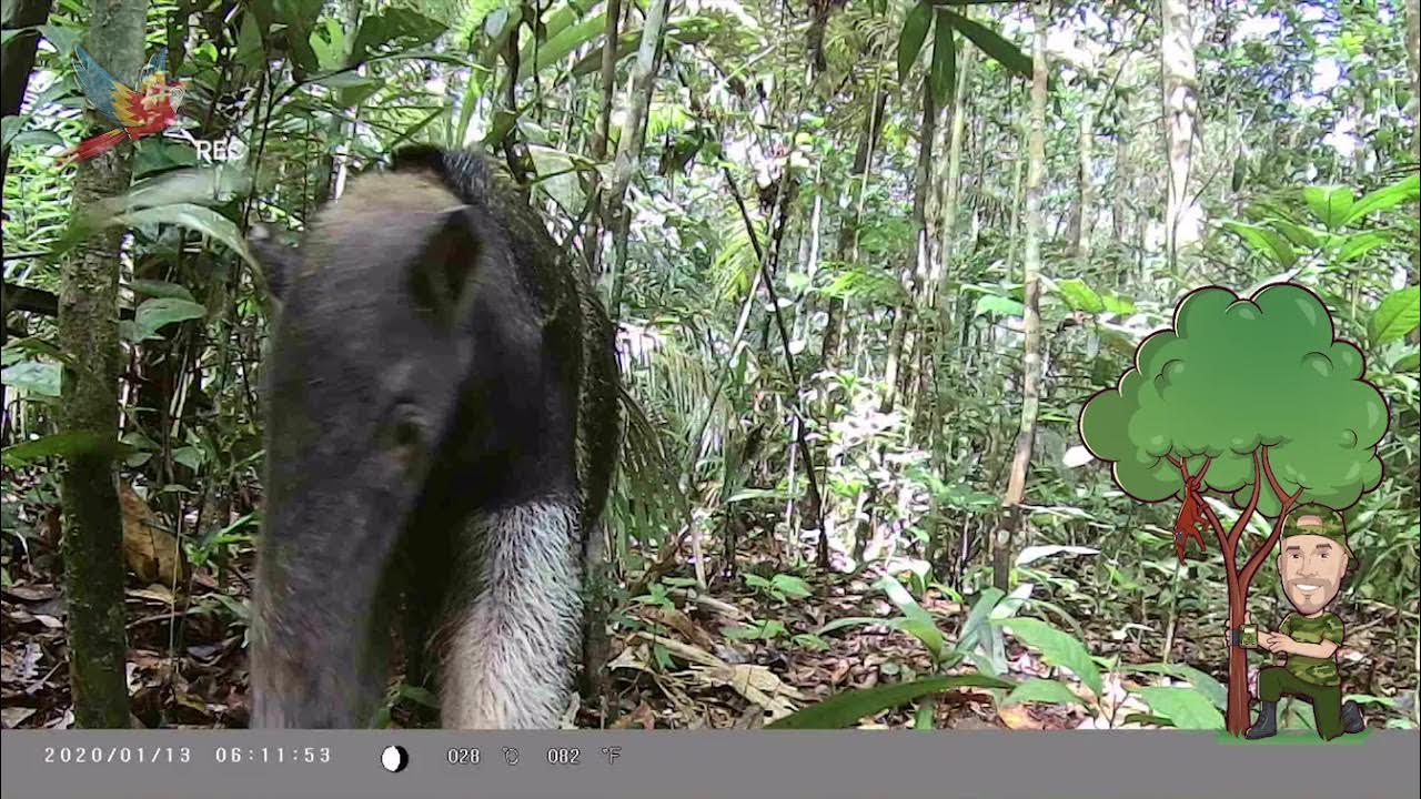 Friends of Rio - Amazon Rainforest Camera Traps Giant Anteater ...