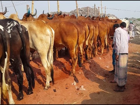 170| The largest market of Indian red cow is in Bangladesh.. - YouTube
